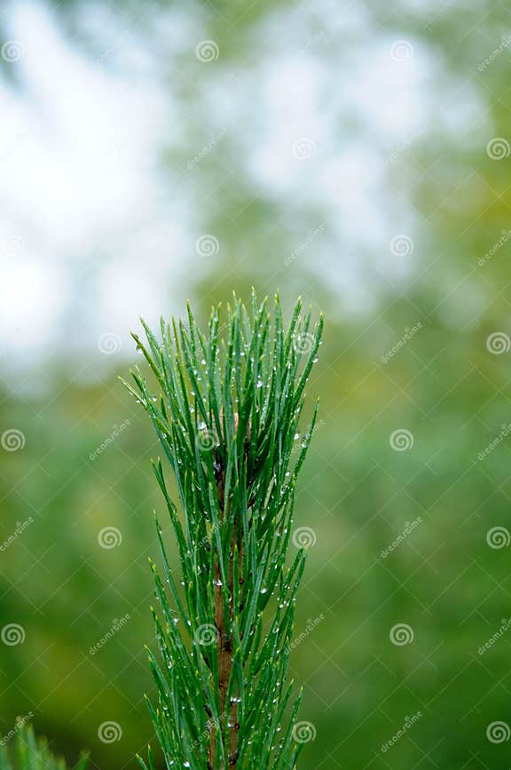Dew drops on needles stock image. Image of drop, abstraction - 26359623