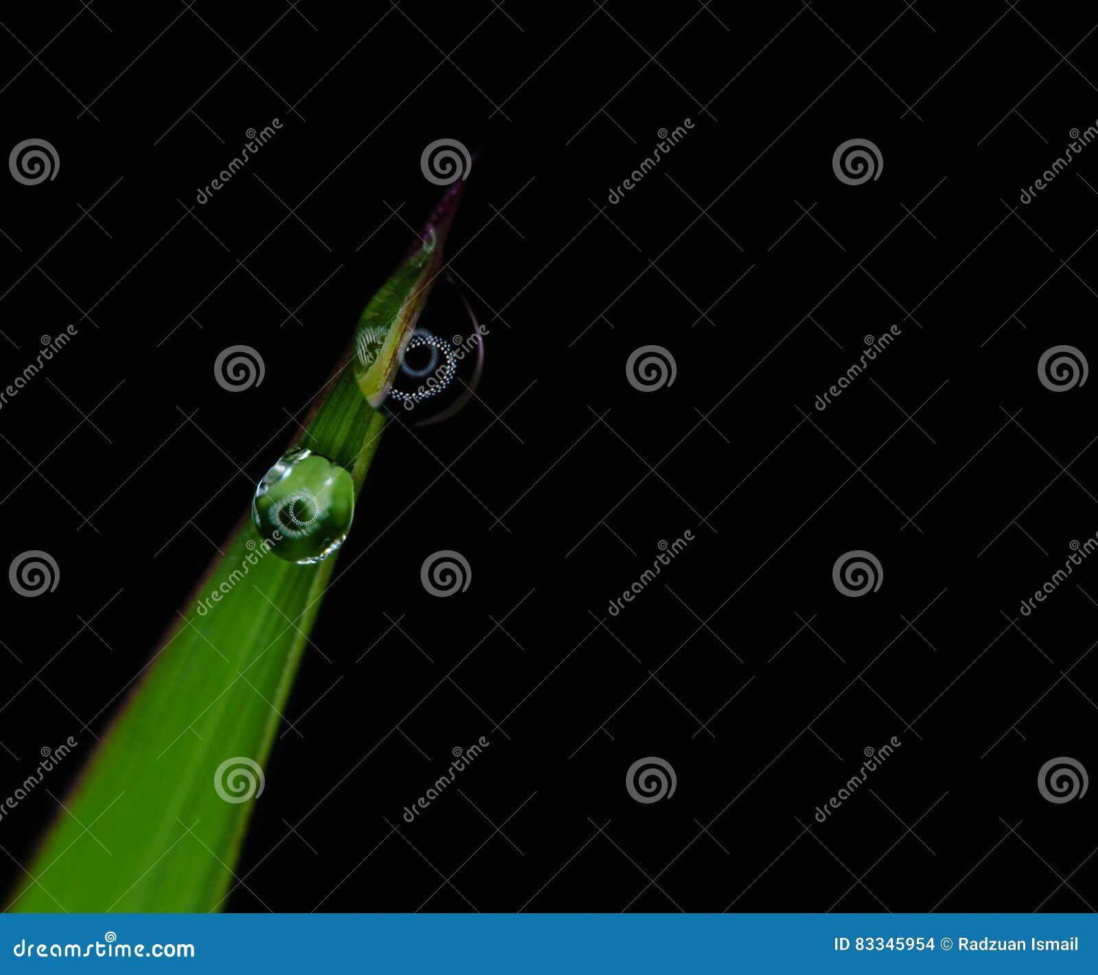 Dew drops at night stock photo. Image of macro, beauty - 83345954