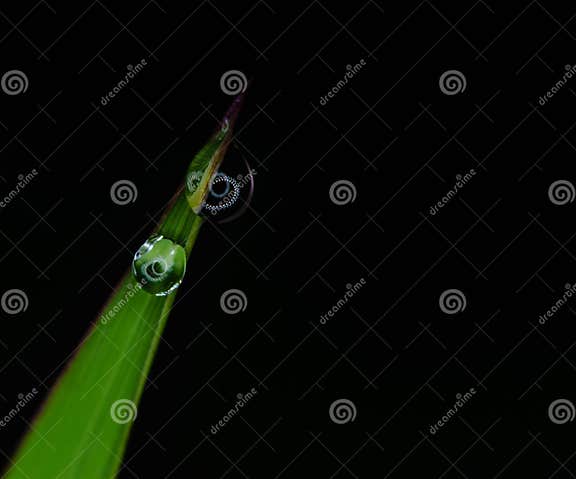 Dew drops at night stock photo. Image of macro, beauty - 83345954