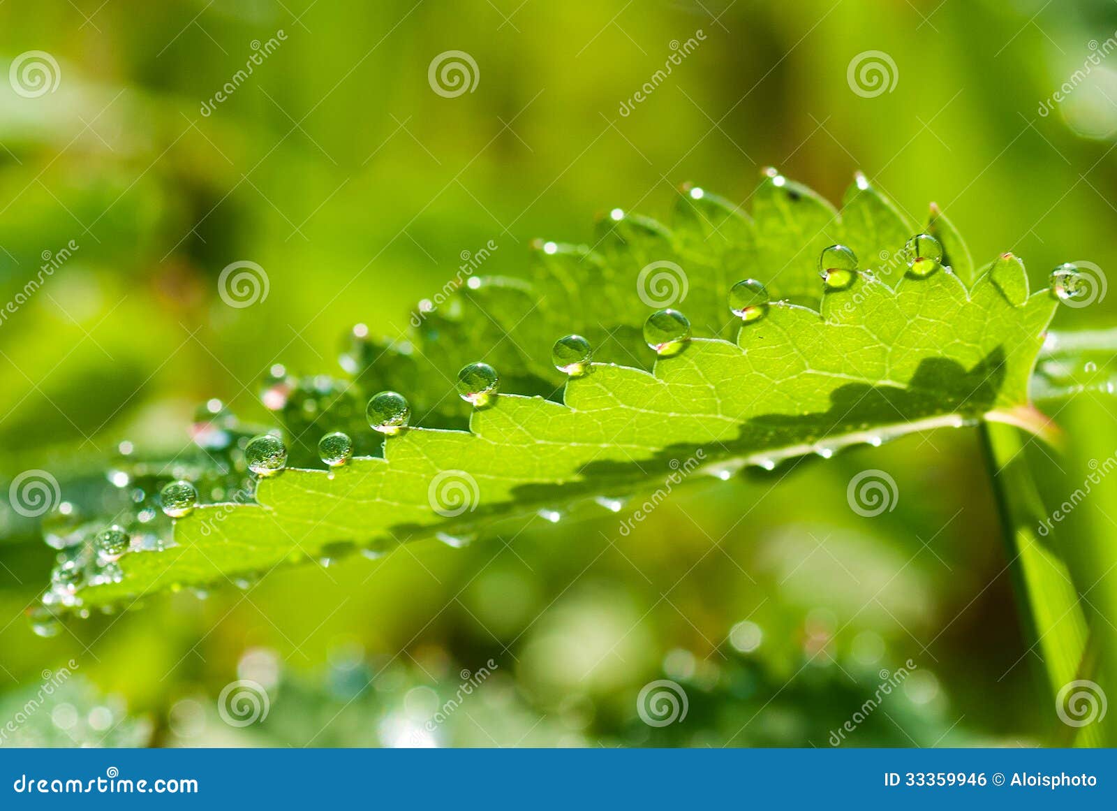 Dew drops stock photo. Image of officinalis, leaves, summer - 33359946