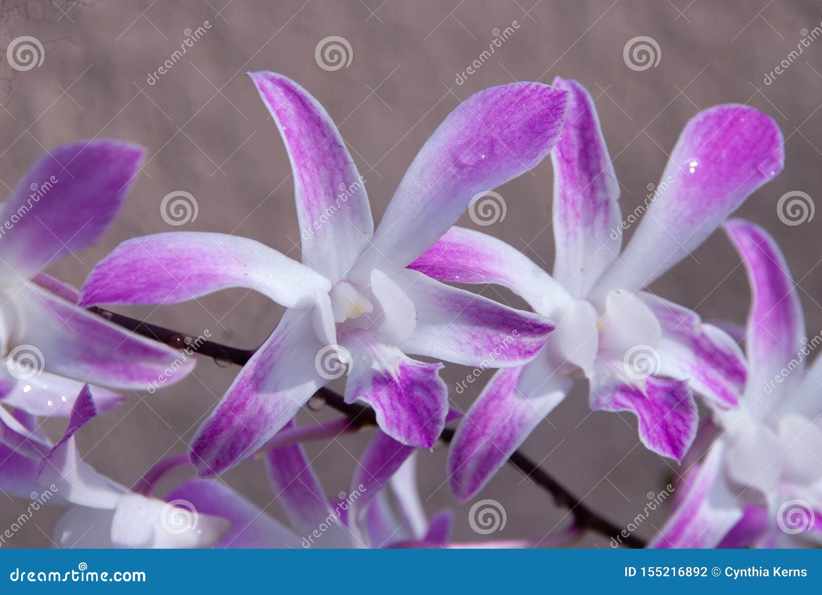 Dew Drops on Orchid Close-up Stock Photo - Image of delicate, color ...
