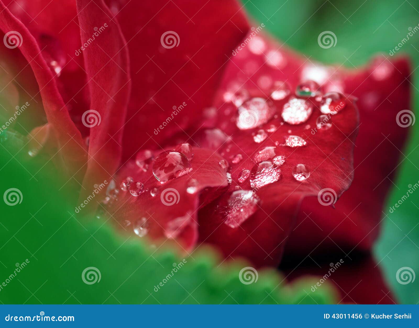 Dew drops stock photo. Image of color, head, macro, love - 43011456