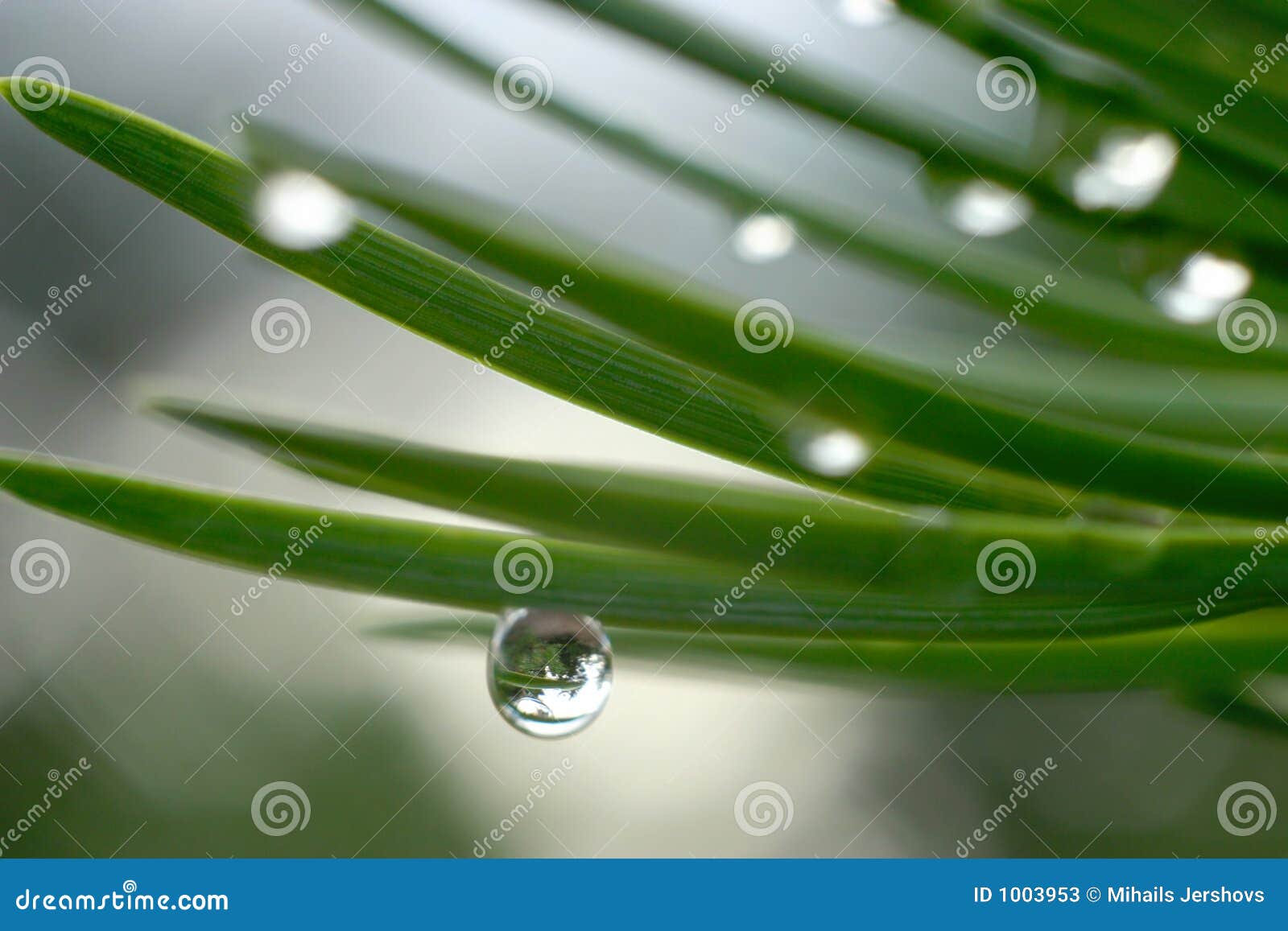 Dew drops on pine needles stock image. Image of rain, summer - 1003953