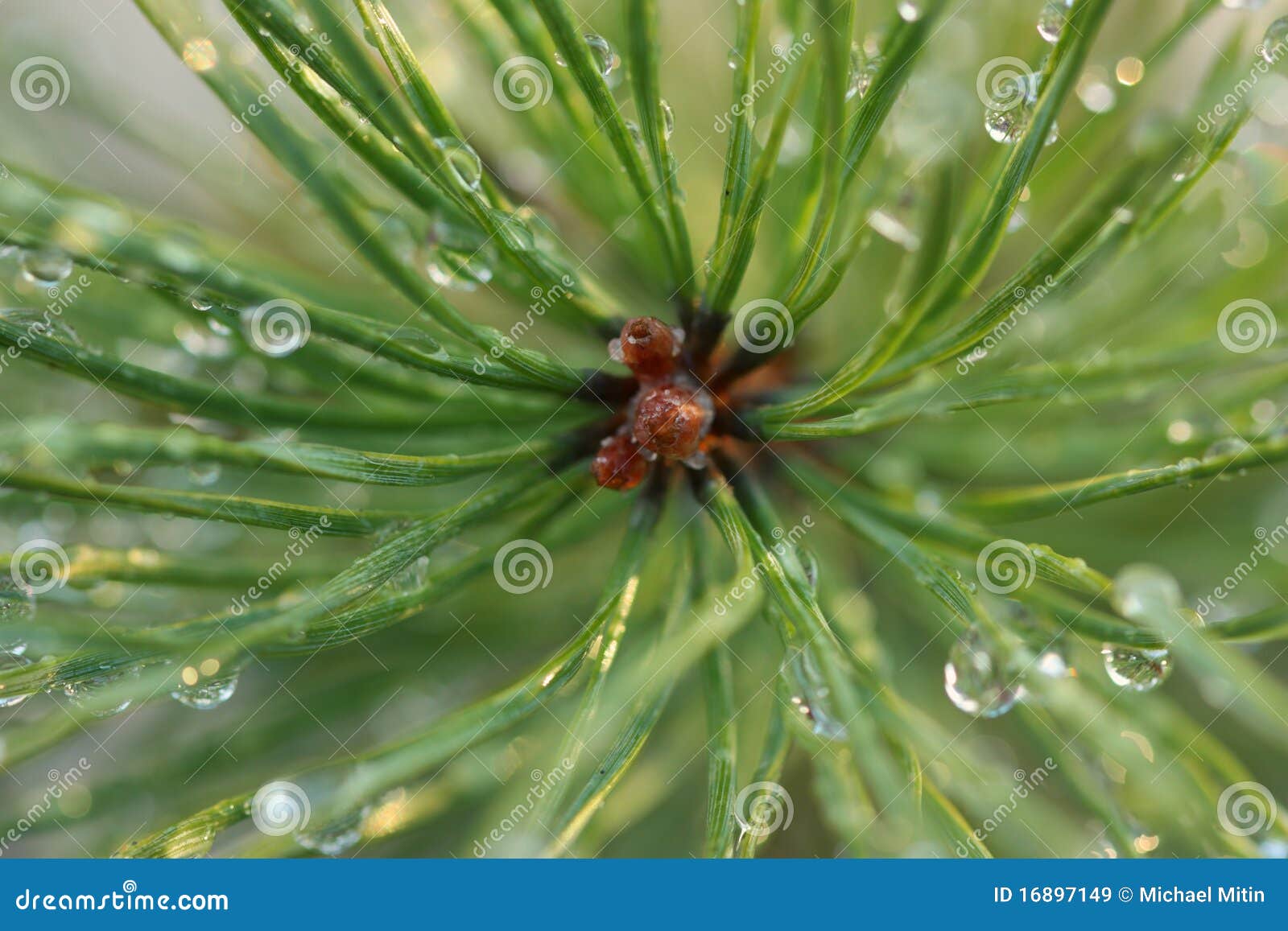 Dew drops on pine needles stock image. Image of outdoor - 16897149