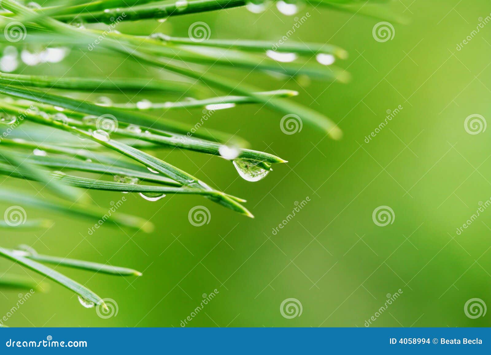 Dew drops on pine needles stock photo. Image of copyspace - 4058994