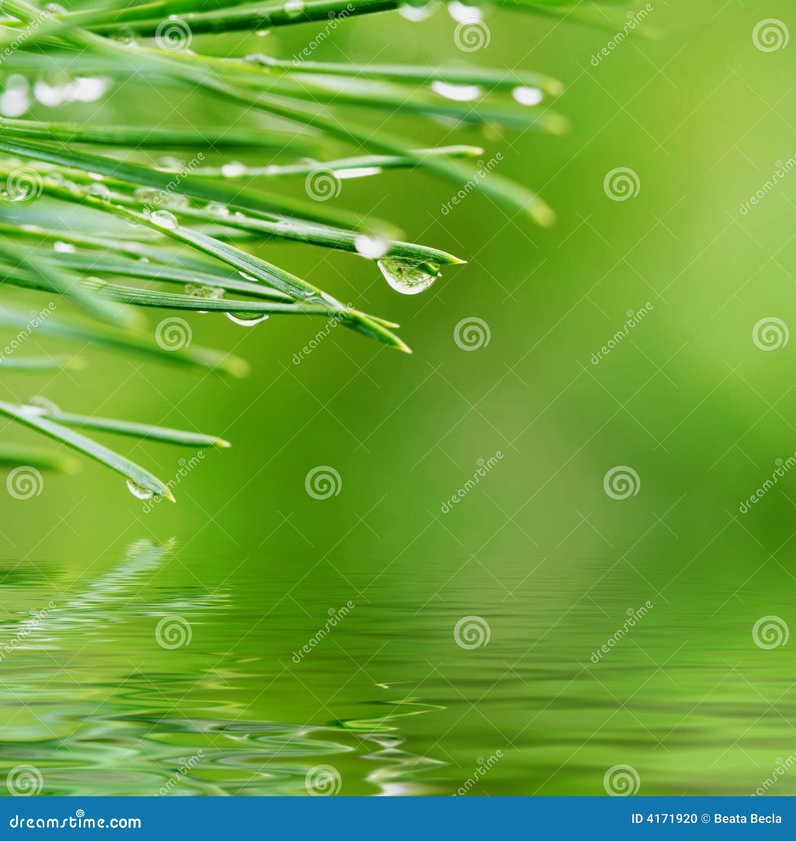 Dew drops on pine needles stock photo. Image of closeup - 4171920