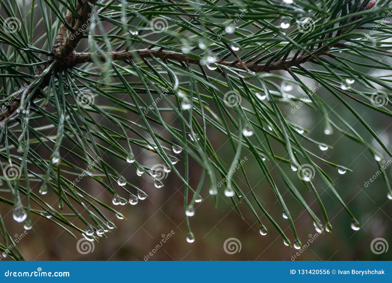 Dew drops on a tree stock photo. Image of leaf, flora - 131420556