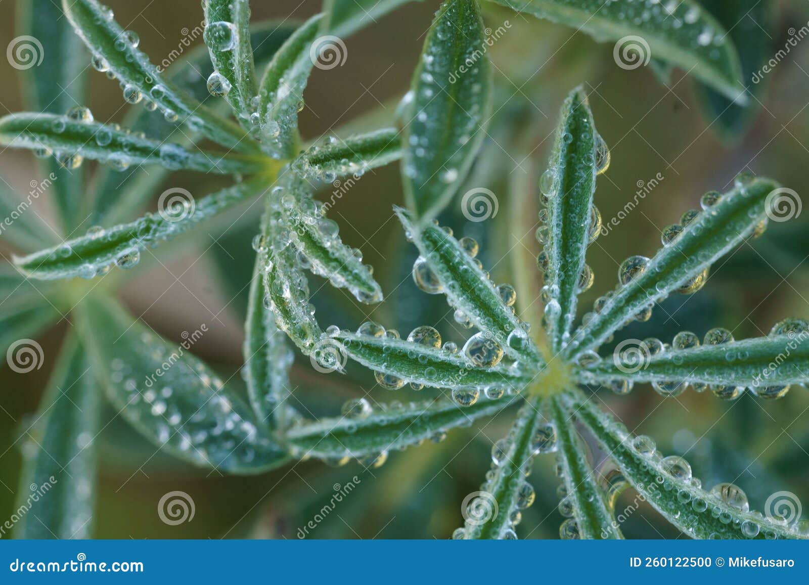 Dew drops on plant stock photo. Image of garden, raindrop - 260122500