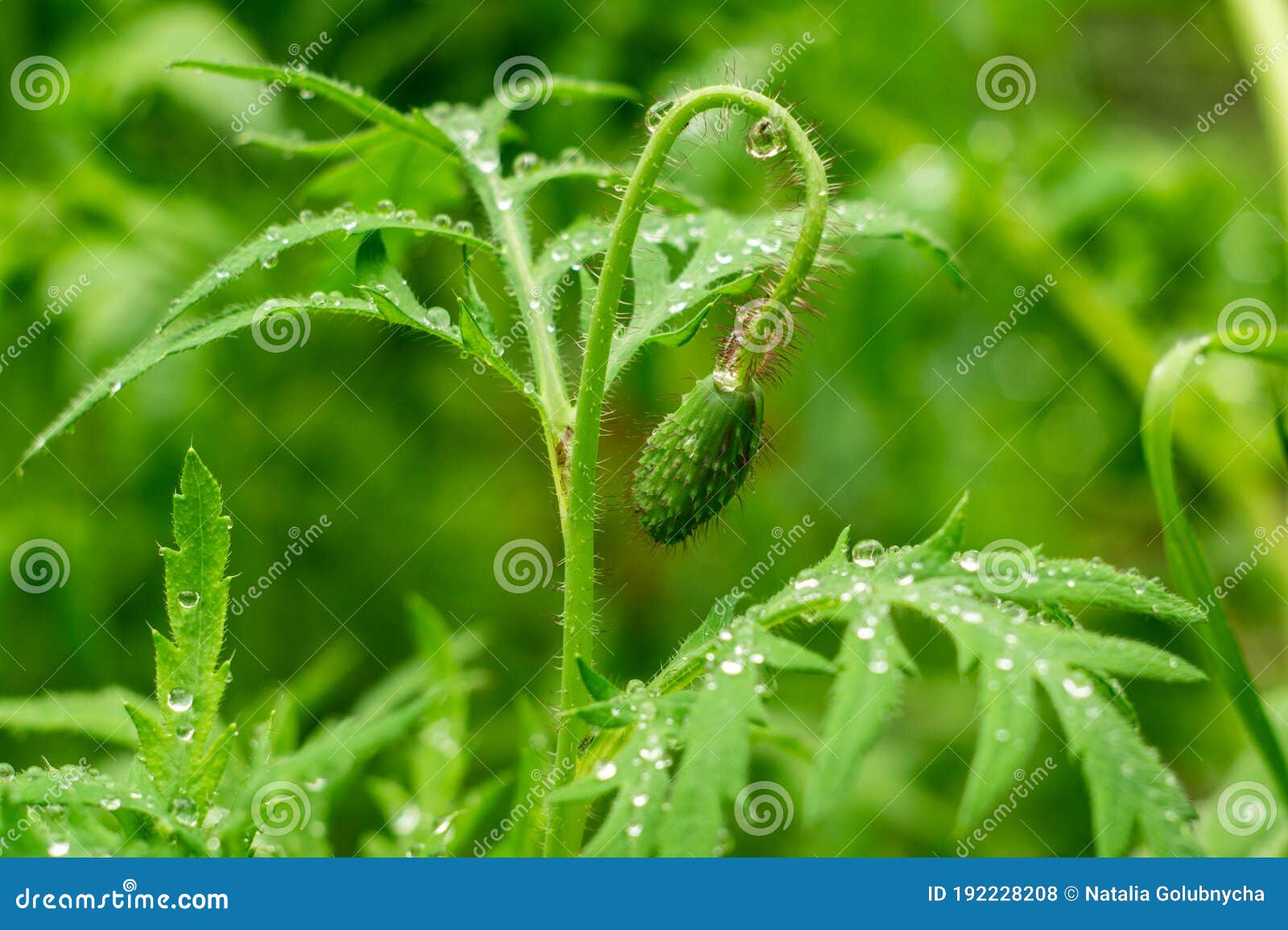 Dew Drops on Poppy Buds and Leaves Stock Photo - Image of drop ...