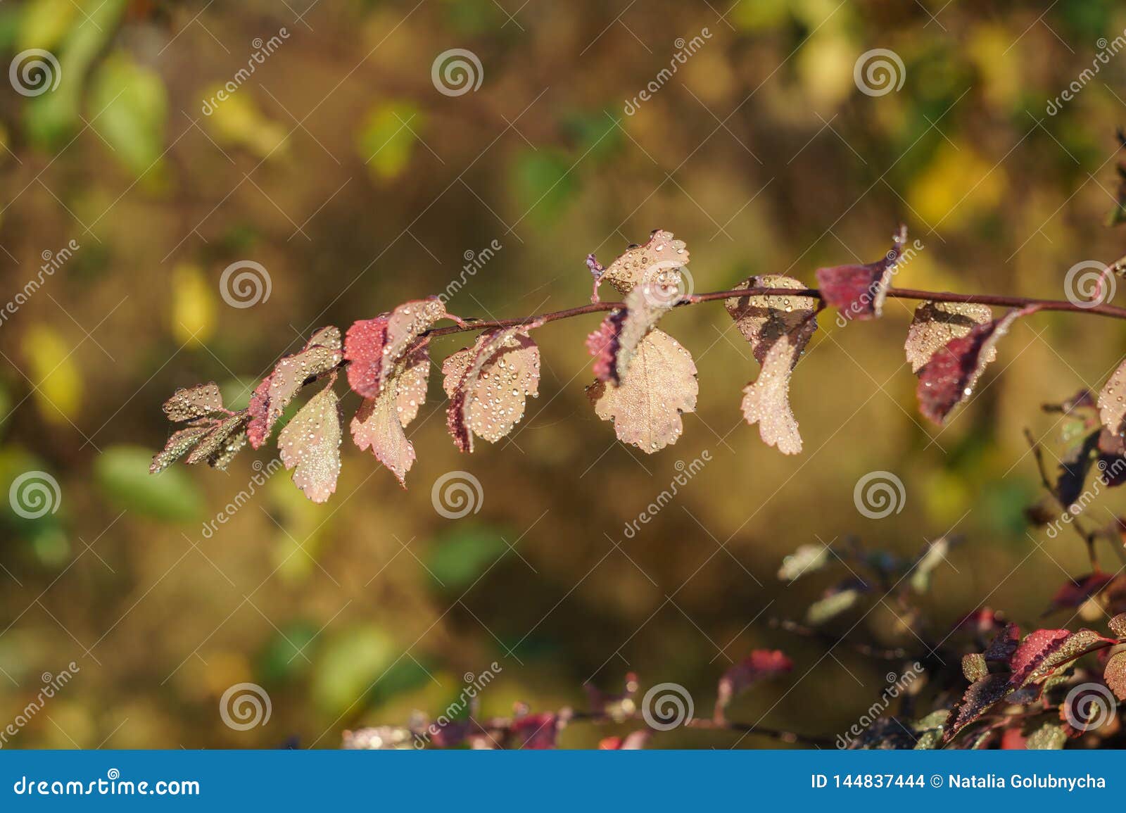 Dew Drops on Red Autumn Leaves Stock Photo - Image of branch, garden ...