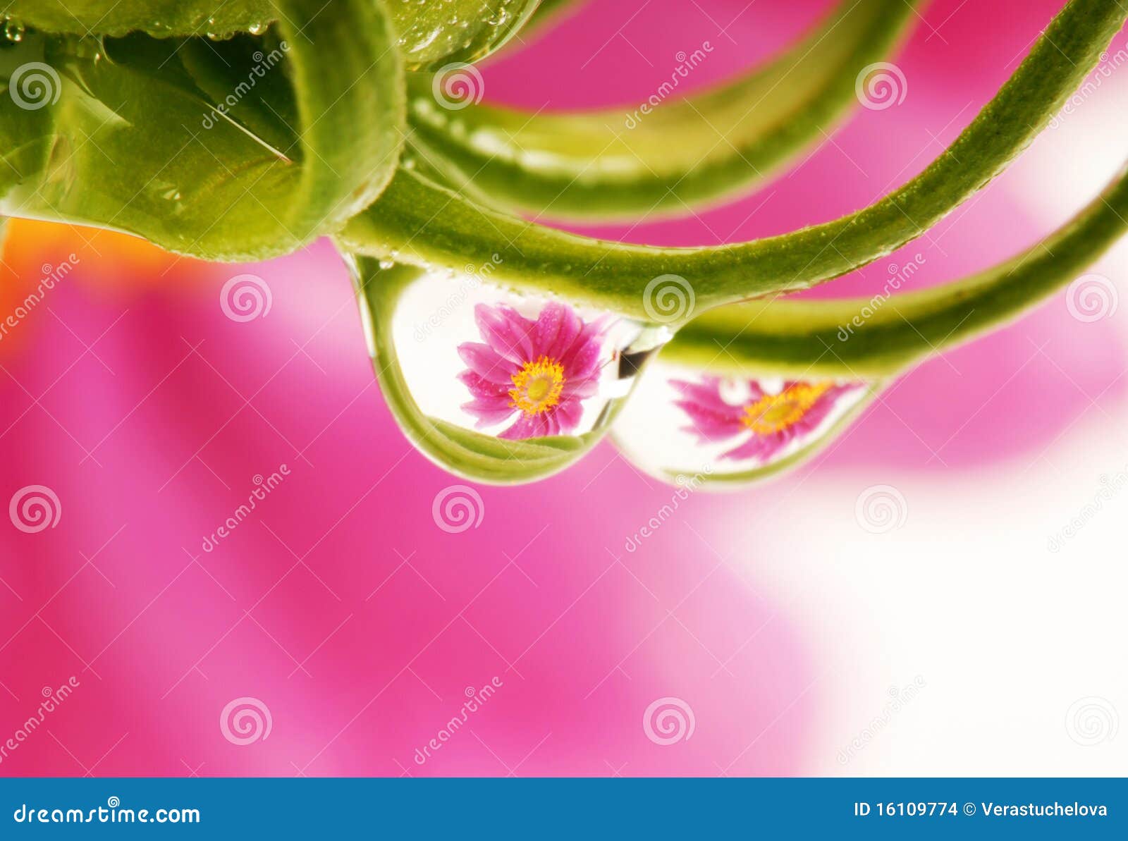 Dew drops with reflection stock photo. Image of clear - 16109774