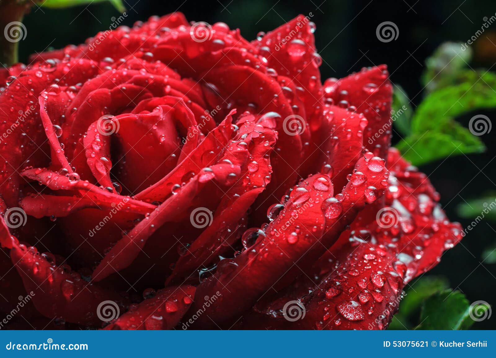 Dew drops on rose stock image. Image of romance, love - 53075621