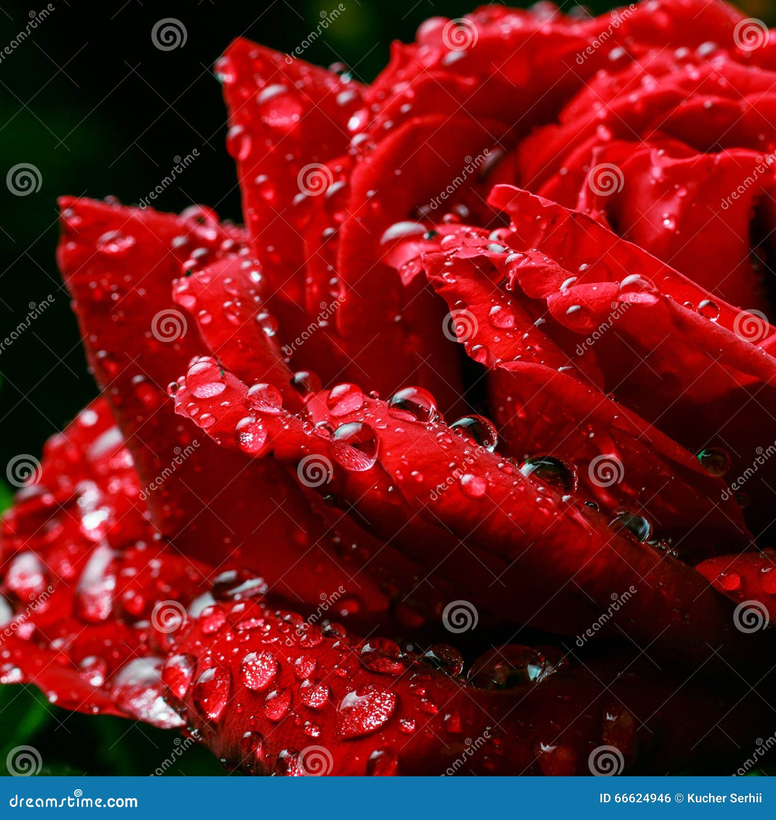 Dew drops on rose stock photo. Image of bloom, drops - 66624946