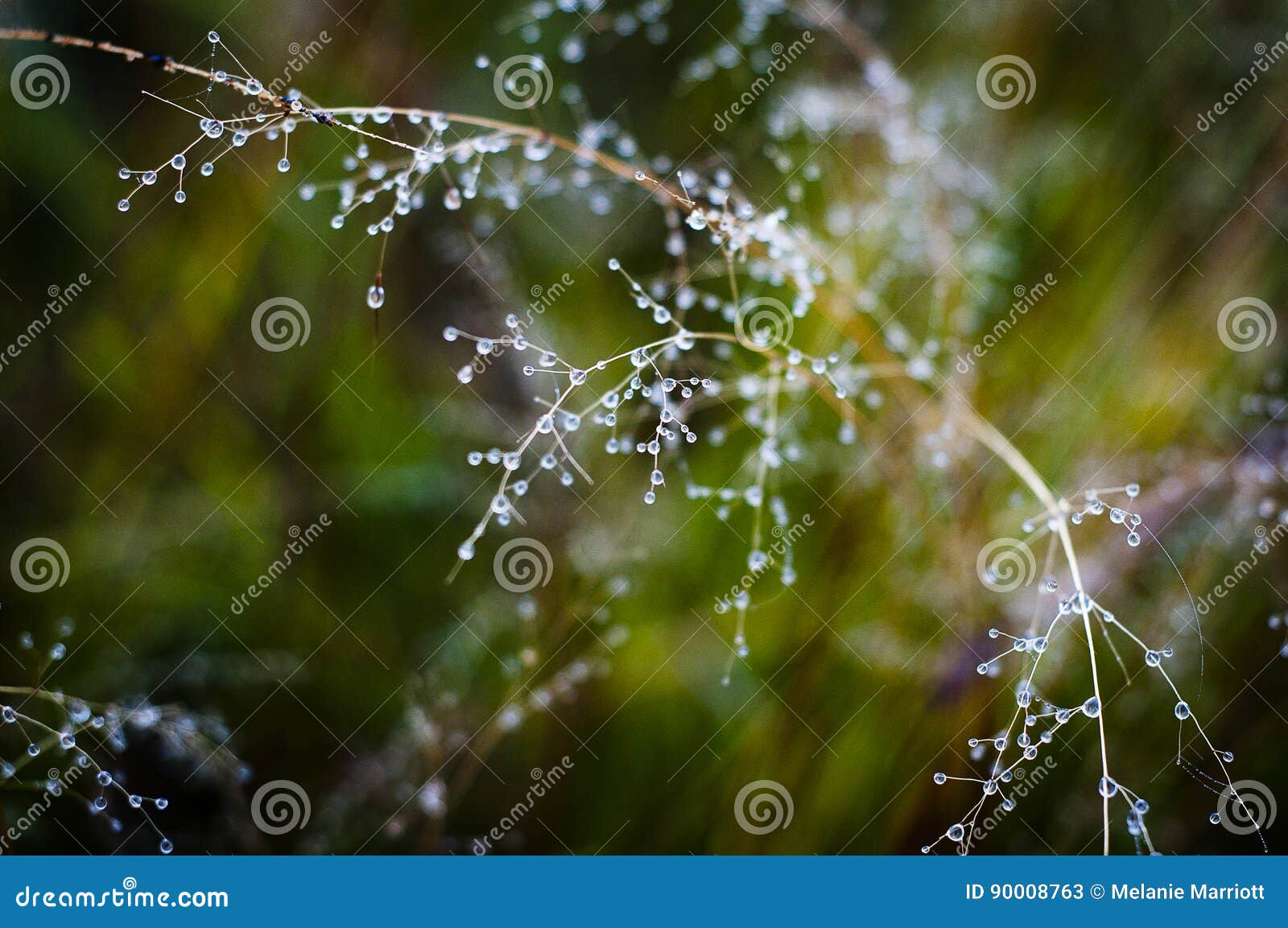 Dew drops. stock image. Image of plant, leafless, water - 90008763