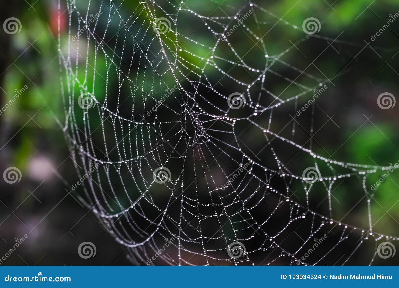 Dew Drops on Spider Web Cobweb Closeup with Green Background for ...