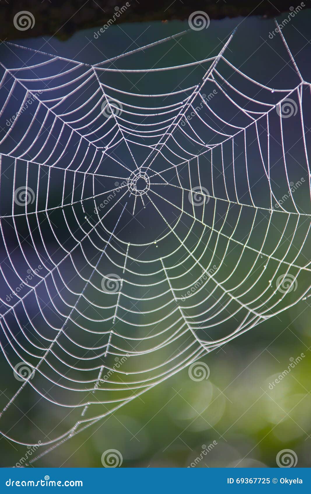 Dew drops on a spider web stock image. Image of network - 69367725