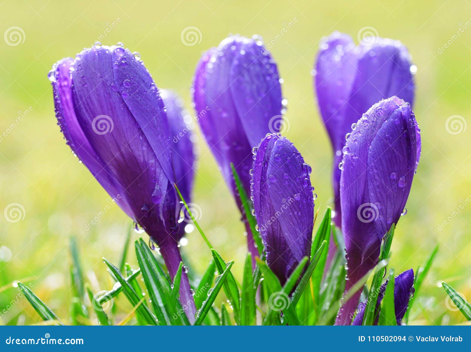 Dew Drops on Spring Flower Crocus. Stock Photo - Image of petal, purple ...