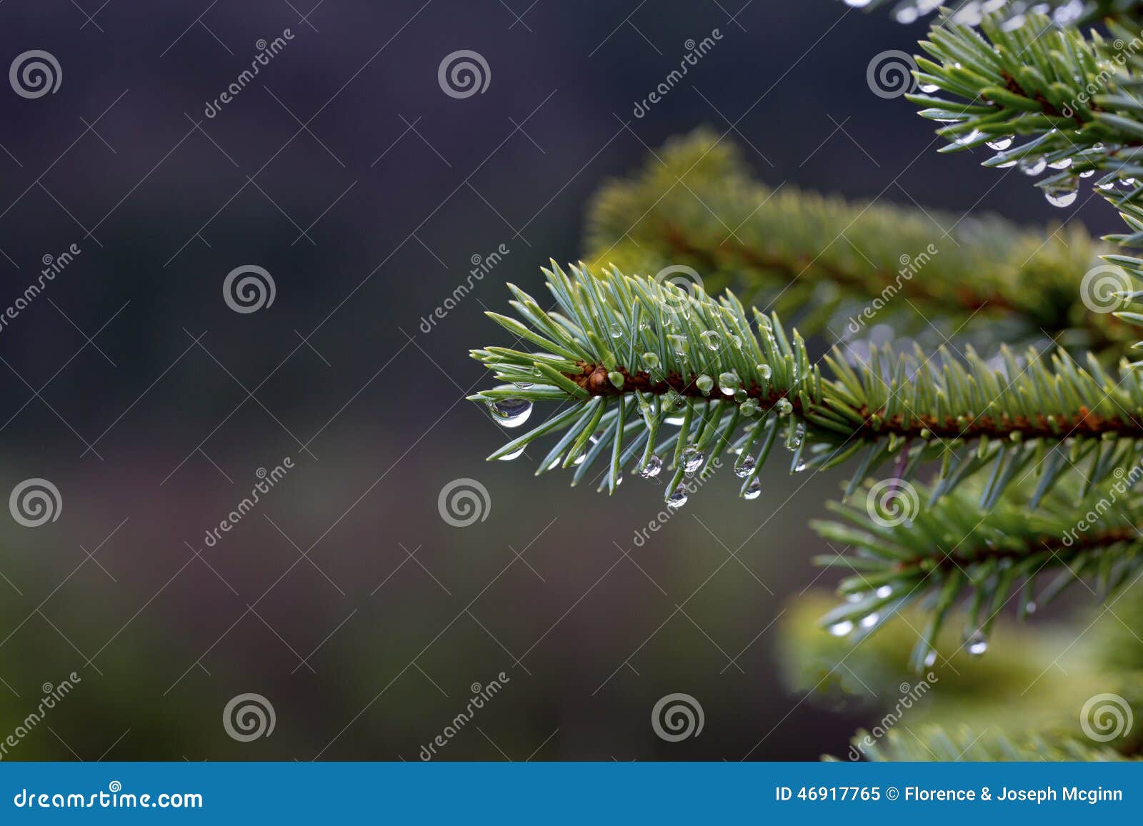 Dew Drops on Spruce Needles Stock Image - Image of copy, needles: 46917765