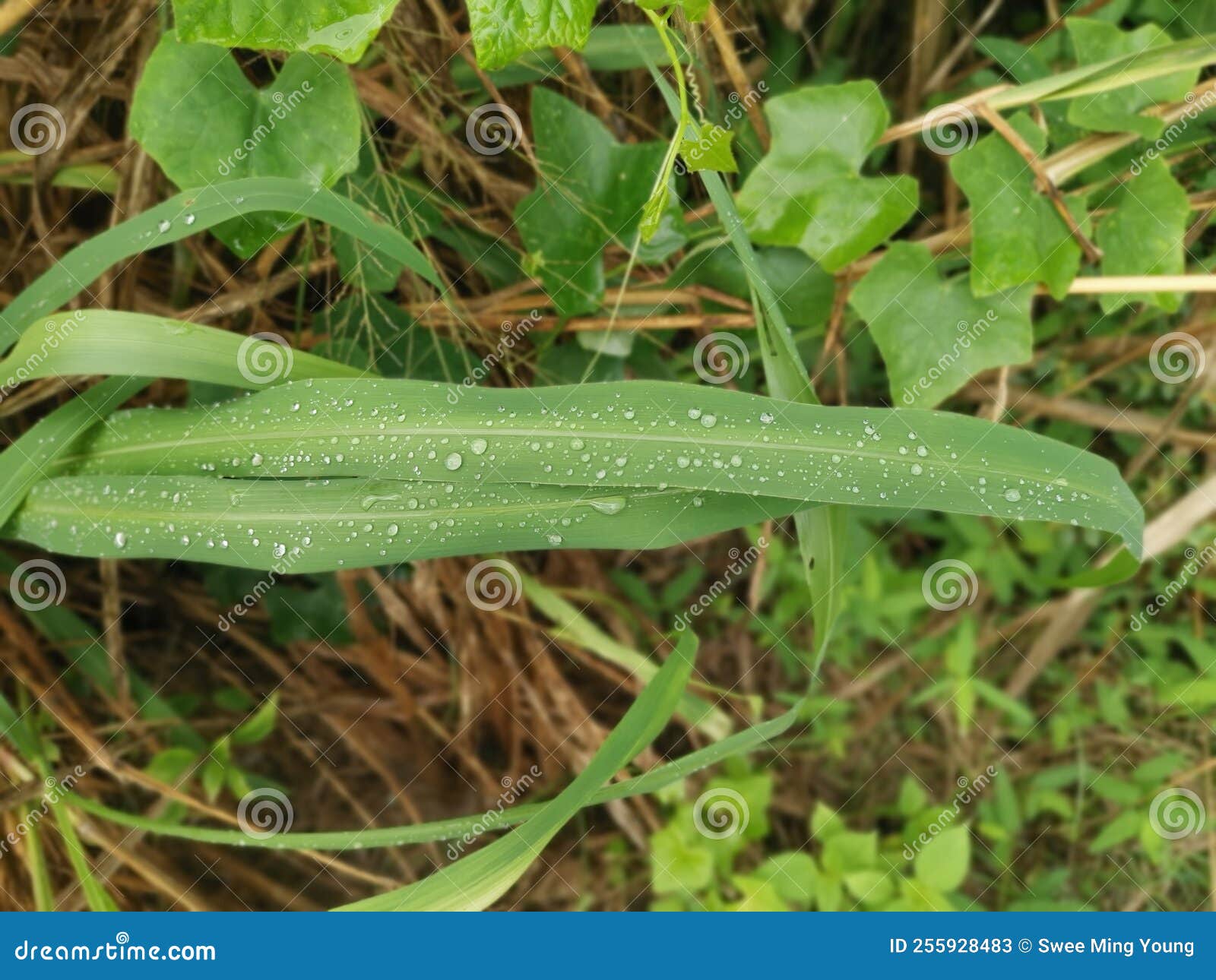 Dew Drops on the Surface of the Blade of Green Grass Stock Image ...
