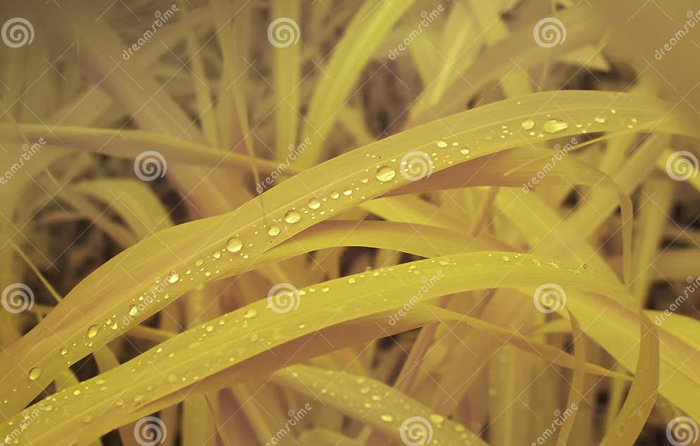 The Dew Drops on the Surface of the Blade of Green Grass Stock Photo ...