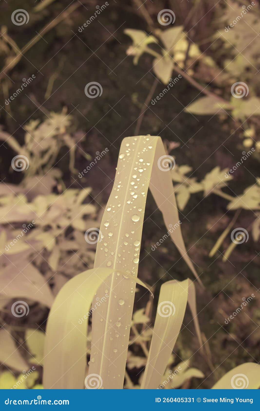 The Dew Drops on the Surface of the Blade of Green Grass Stock Image ...