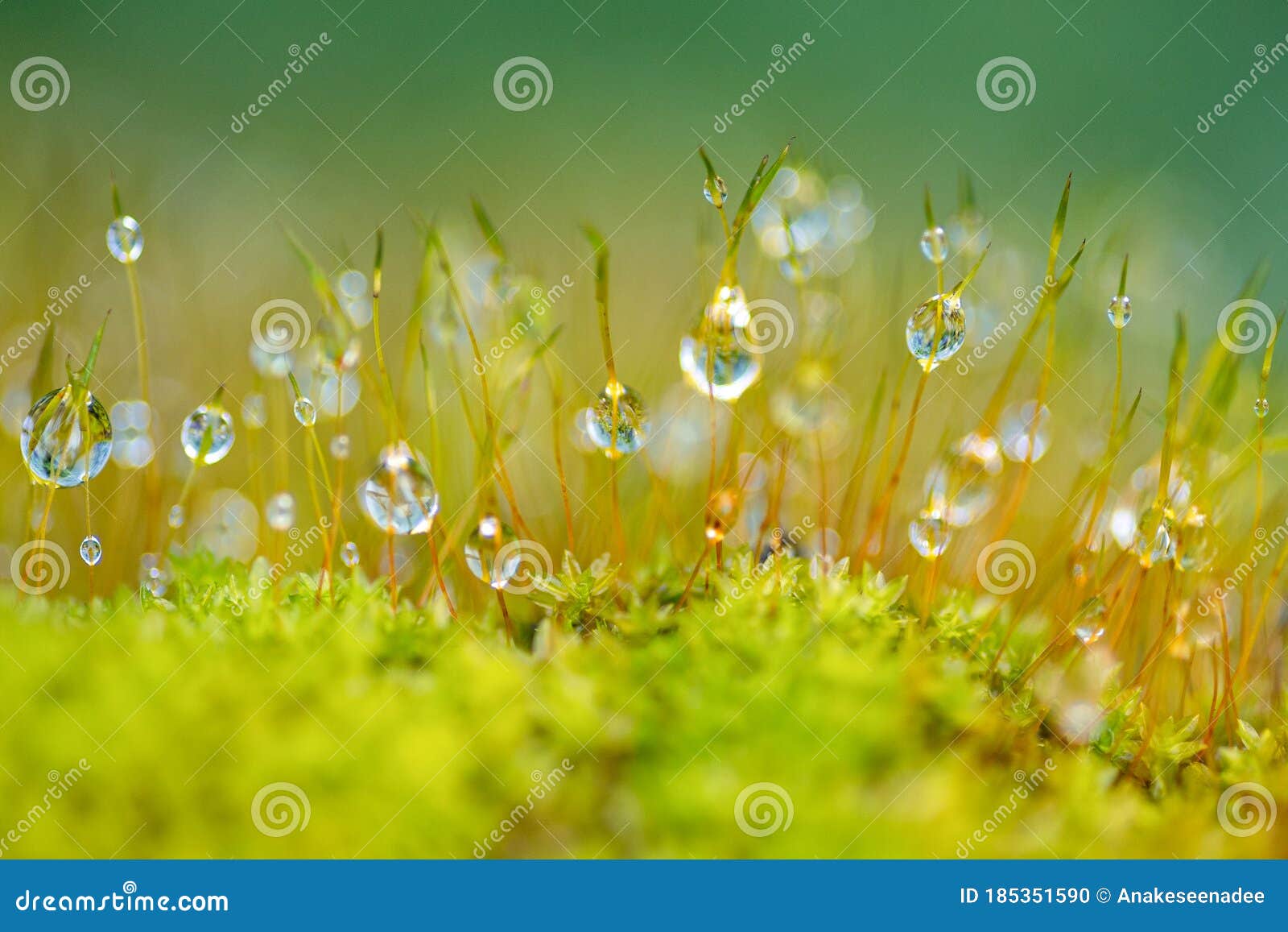 Dew Drops on the Top of the Moss Stock Photo - Image of ground, floral ...