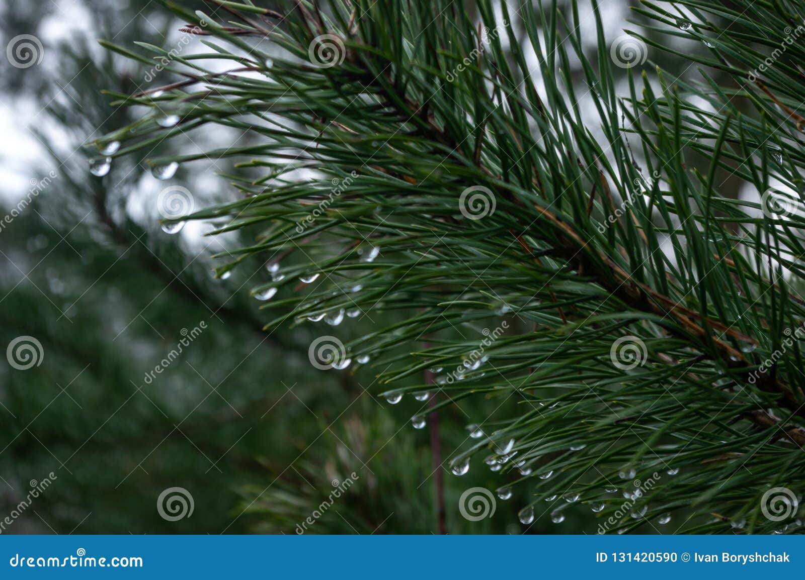 Dew drops on a tree stock photo. Image of flora, evergreen - 131420590