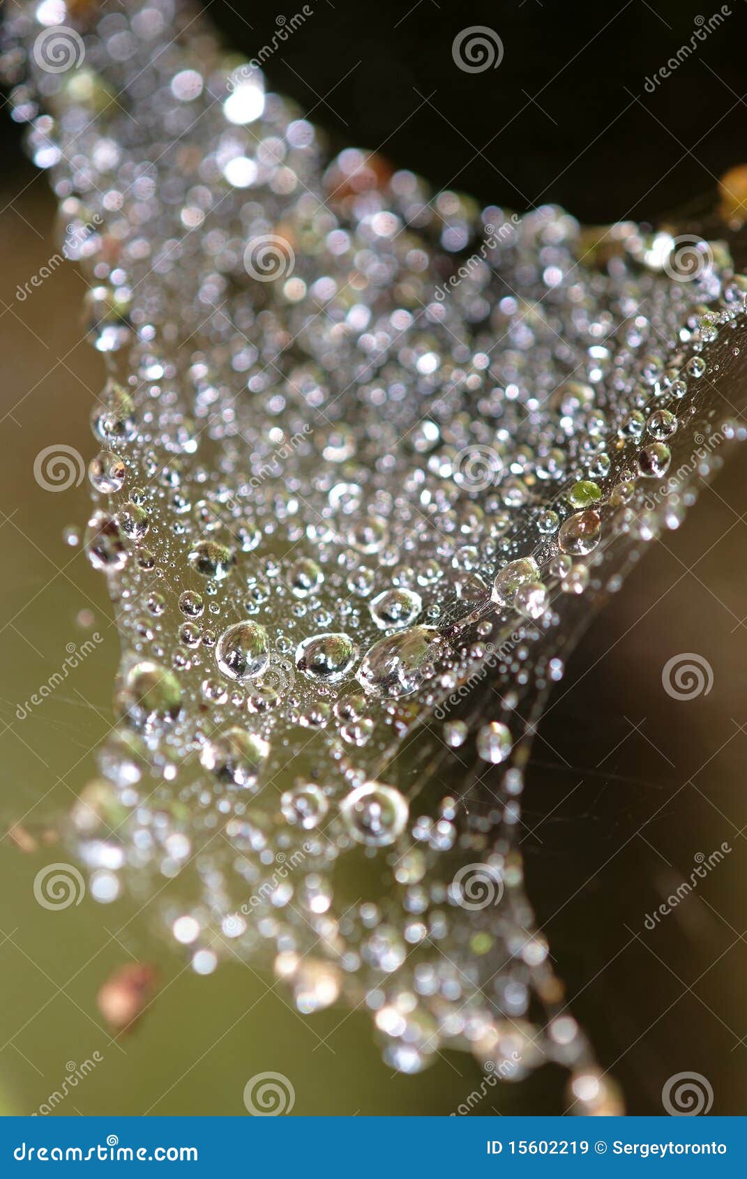 7,685 Summer Dew Spider Stock Photos - Free & Royalty-Free Stock Photos ...