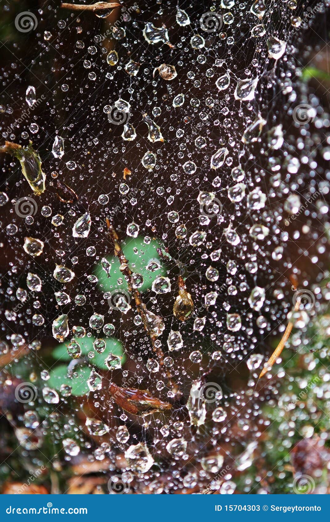 Dew Drops in a Web of Spider Stock Image - Image of details, network ...