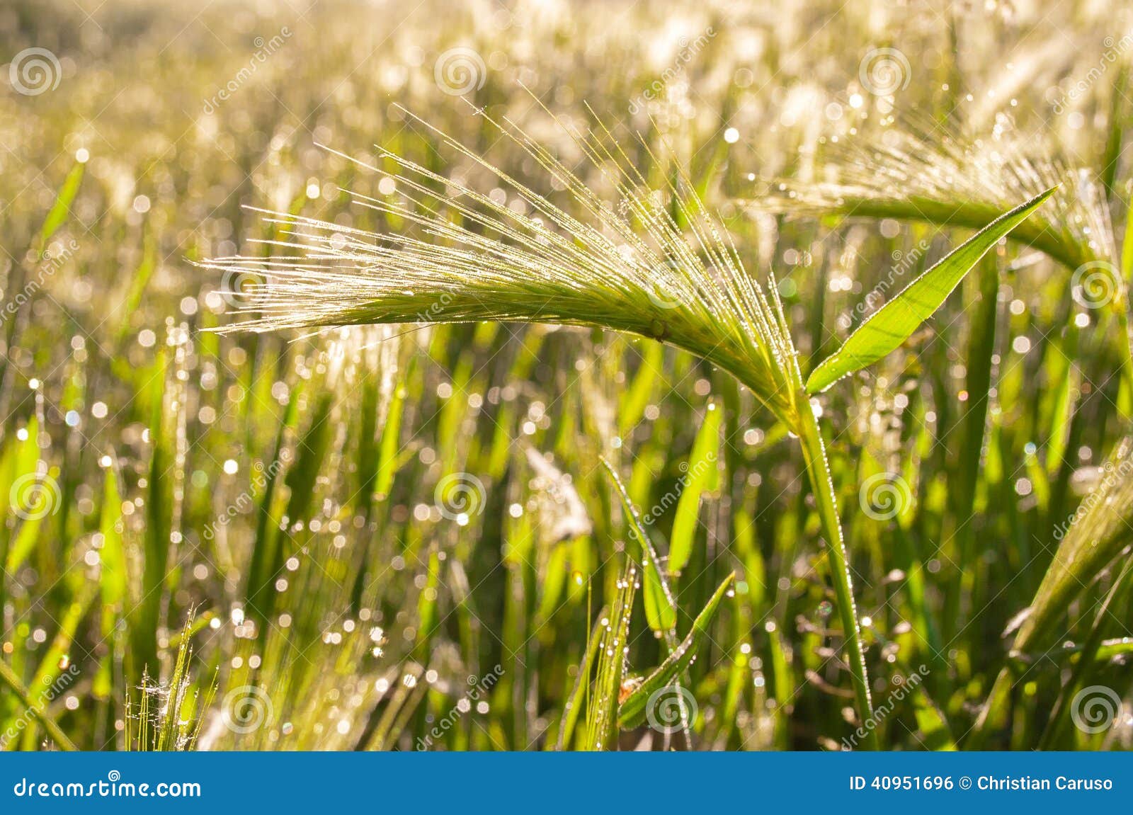 Dew stock photo. Image of morning, wheat, nature, light - 40951696