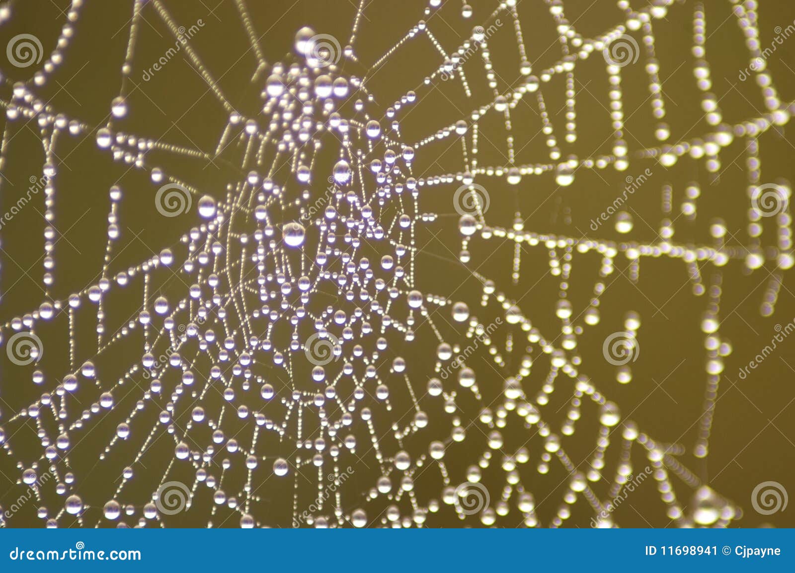 Dew filled spiders web stock image. Image of spiders - 11698941