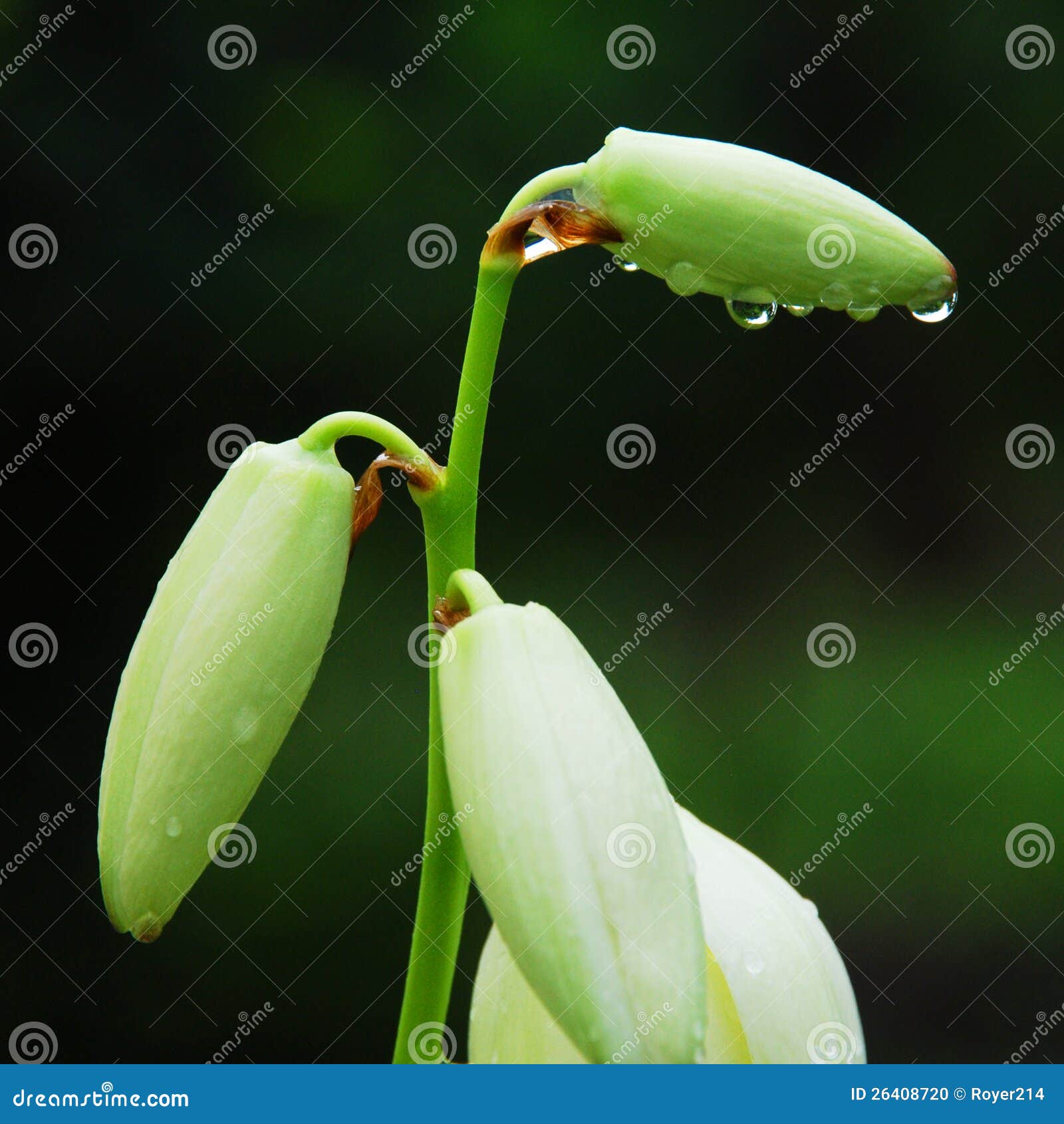 Dew on Flower stock photo. Image of seasonal, closeup - 26408720
