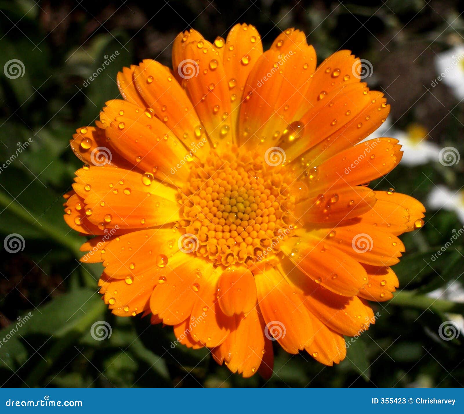 Dew Flower stock image. Image of gardening, flora, green - 355423
