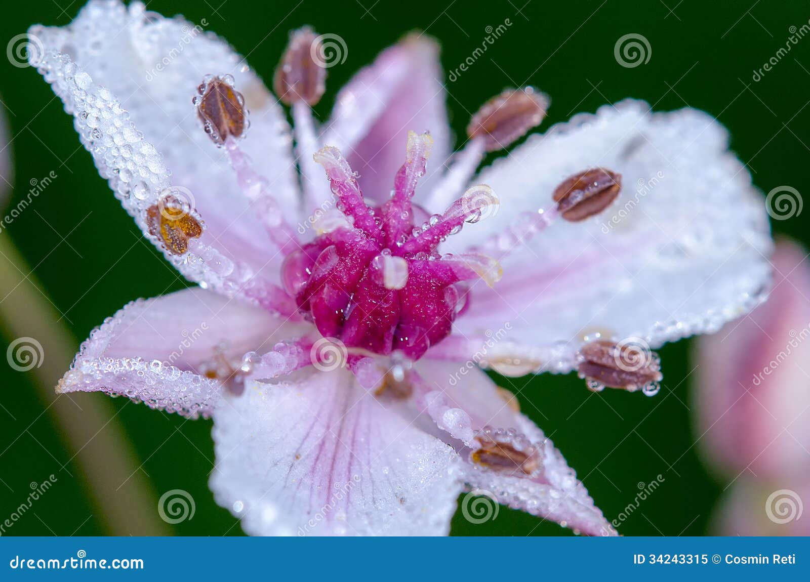 Dew flower stock image. Image of drops, stems, nature - 34243315
