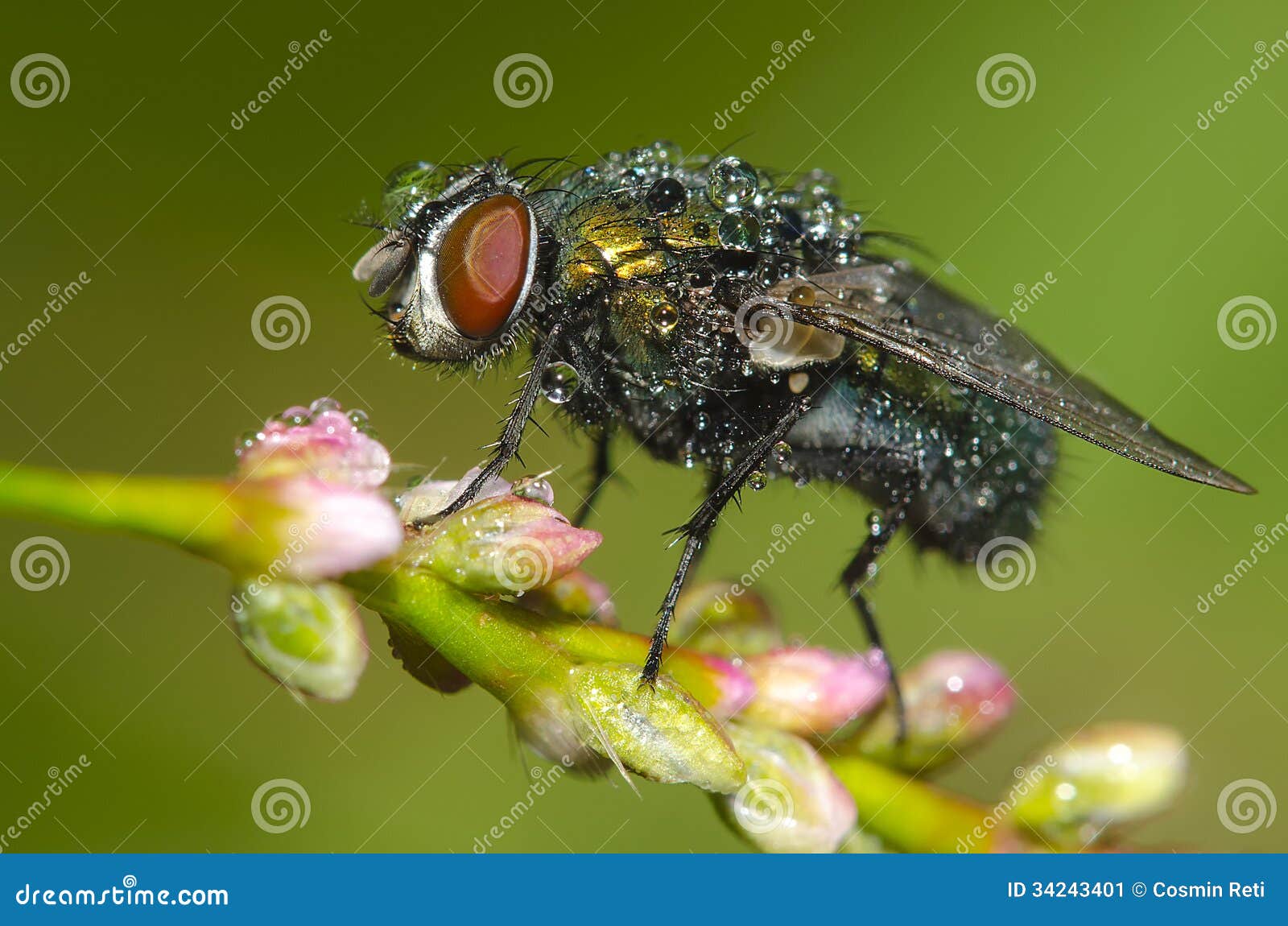 Dew fly stock image. Image of bulbs, morning, wings, closeup - 34243401