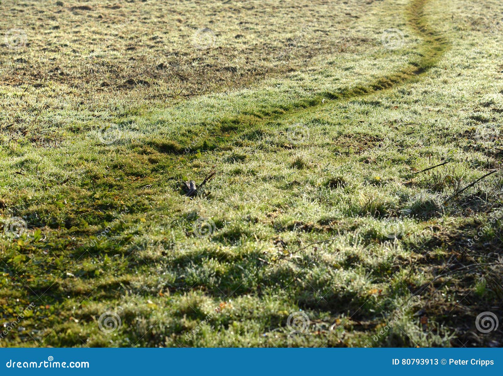 Dew stock image. Image of countryside, field, green, unknown - 80793913