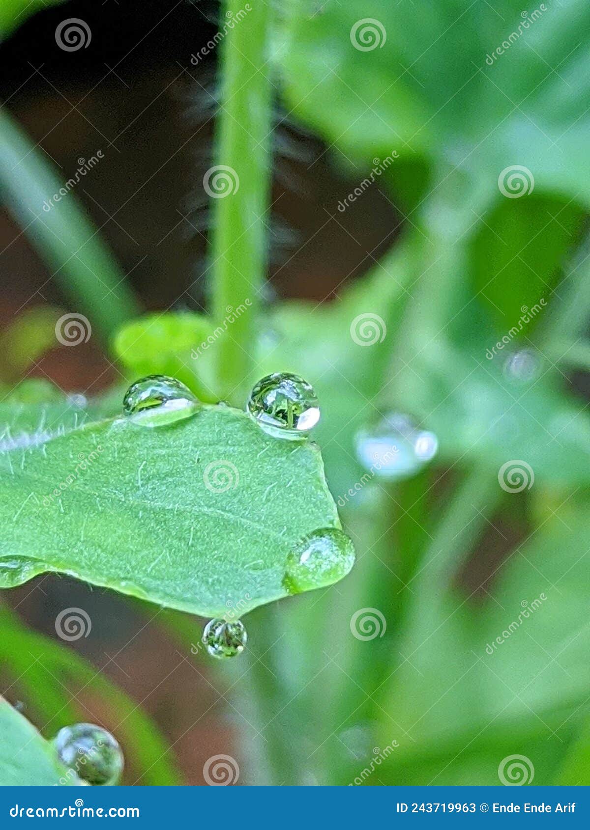 Clear Dew Water Over the Wild Plants Stock Image - Image of plant ...