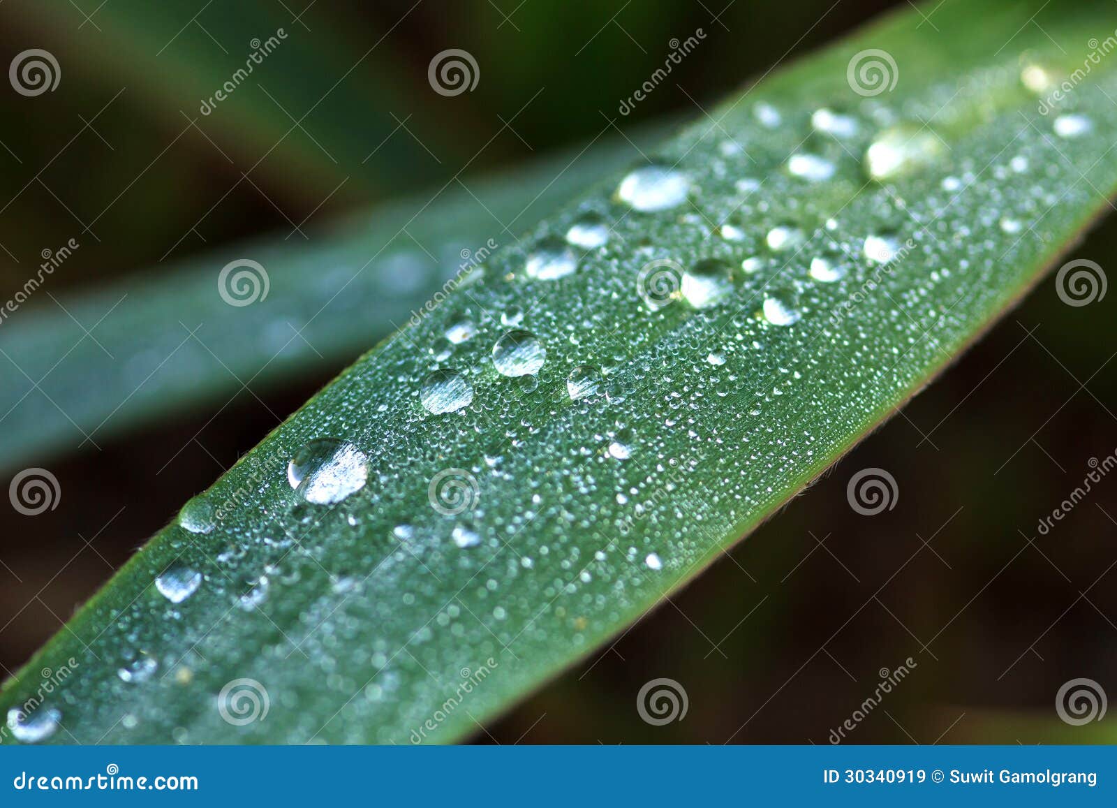 Dew fresh stock image. Image of bright, purity, green - 30340919