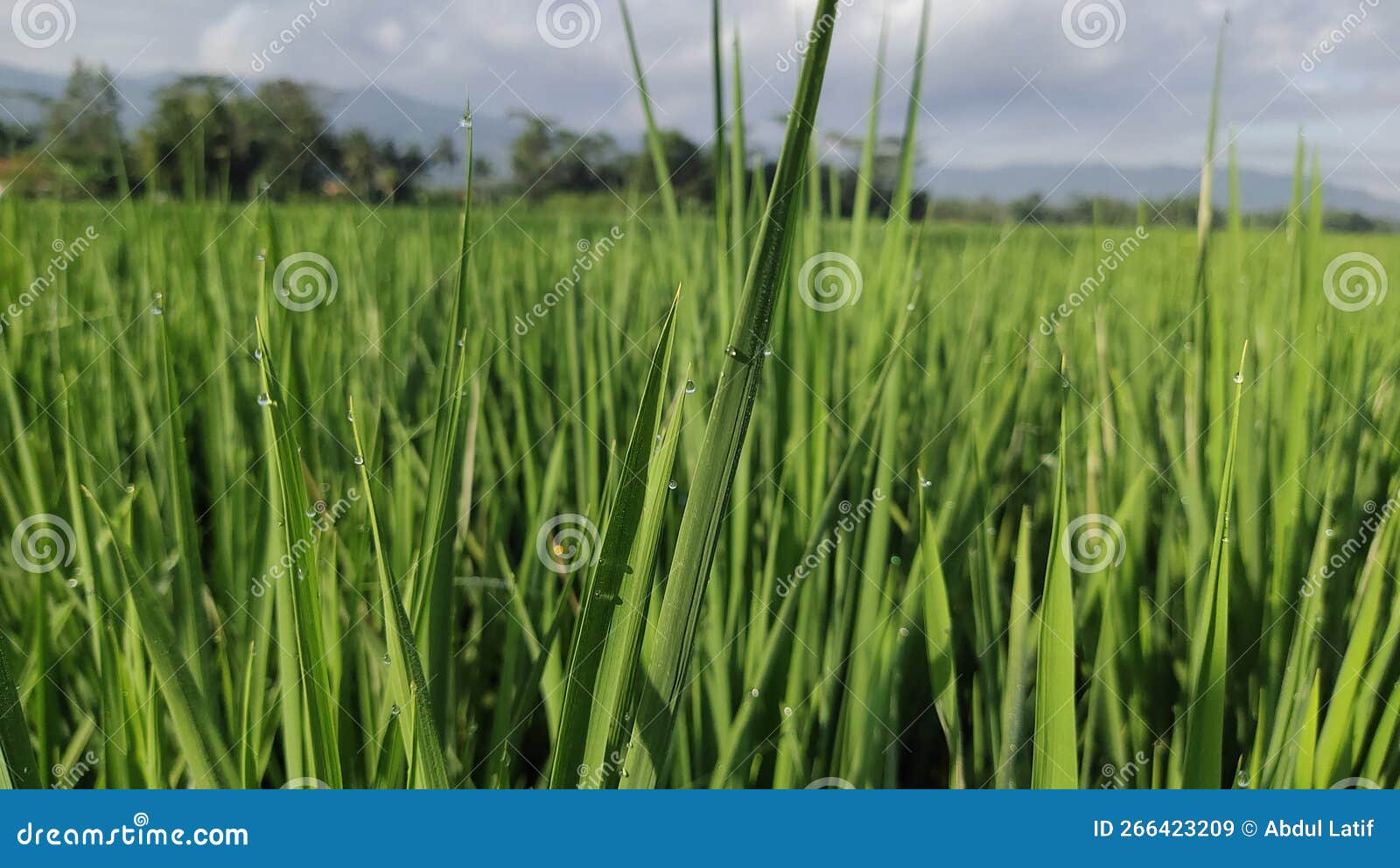 Dew Grains on Rice Leaves in the Rice Fields Stock Image - Image of ...