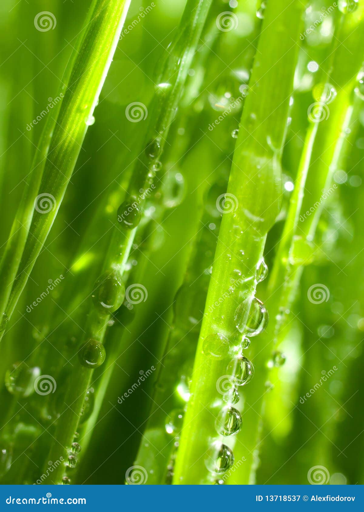 Dew on grass. stock image. Image of drops, background - 13718537