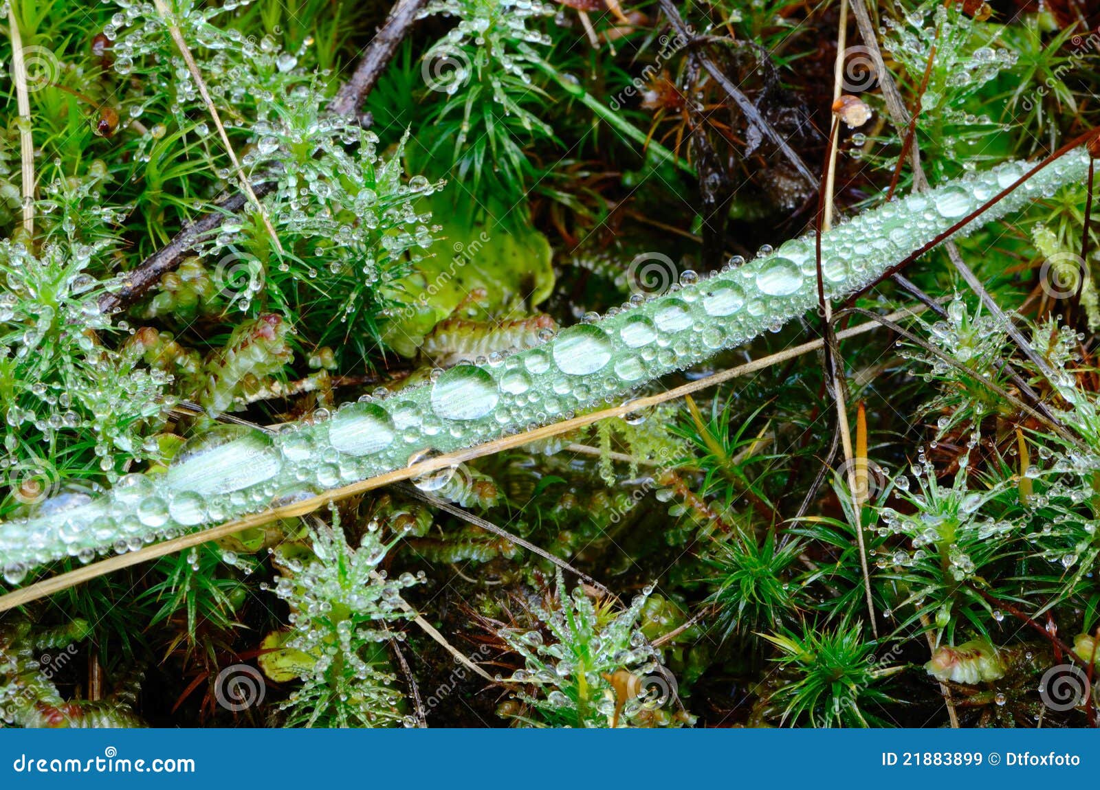 Dew Grass stock image. Image of spring, green, water - 21883899