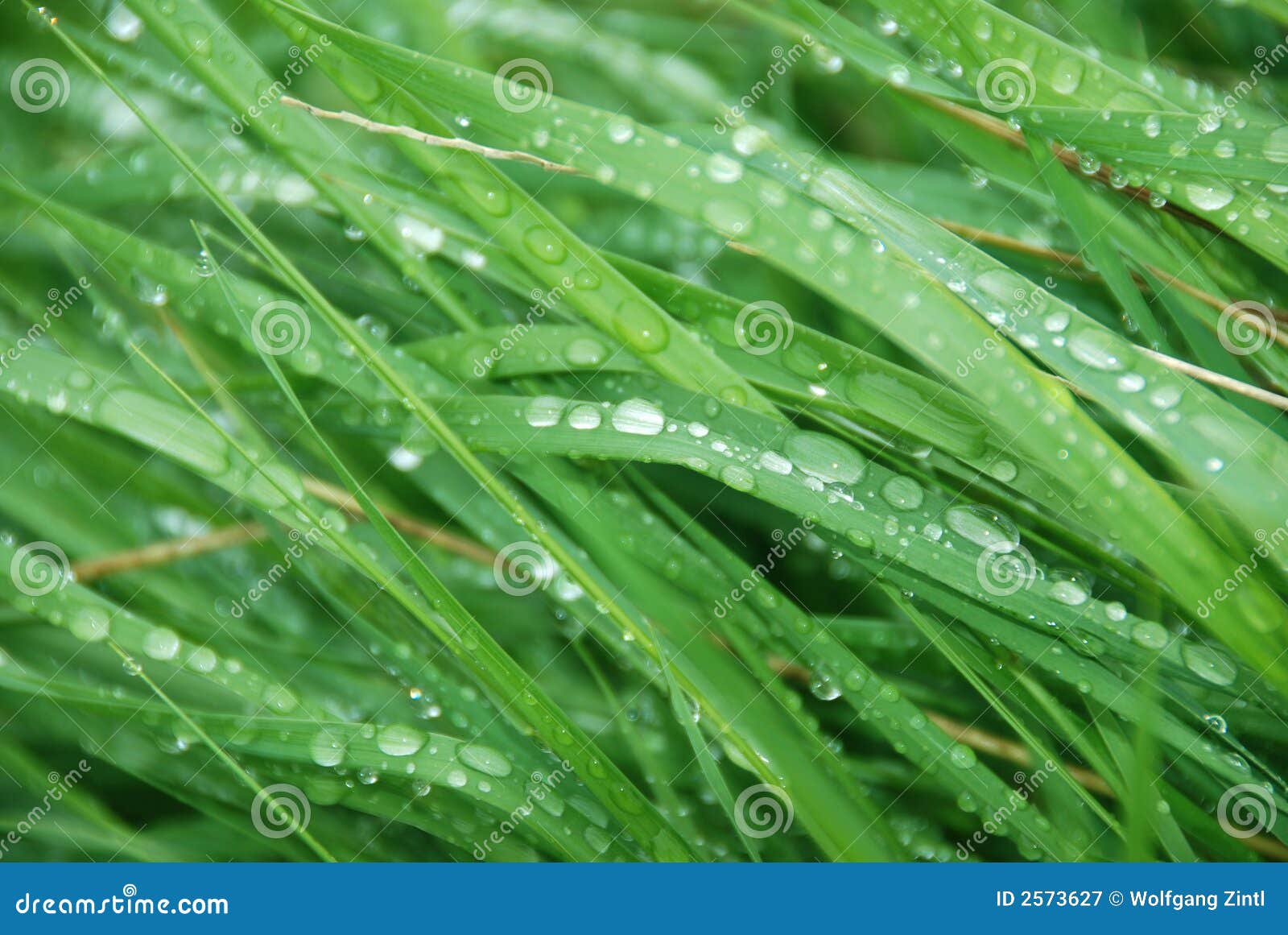 Dew on grass stock image. Image of cool, dewdrops, blades - 2573627