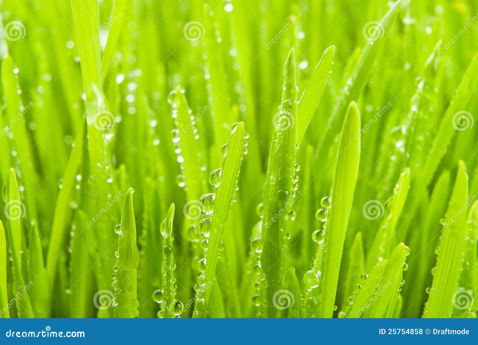 Dew on grass stock photo. Image of organic, crop, agriculture - 25754858
