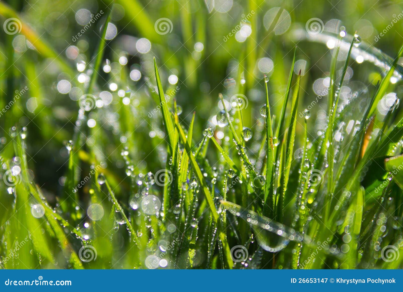 Dew on grass stock image. Image of color, clean, natural - 26653147