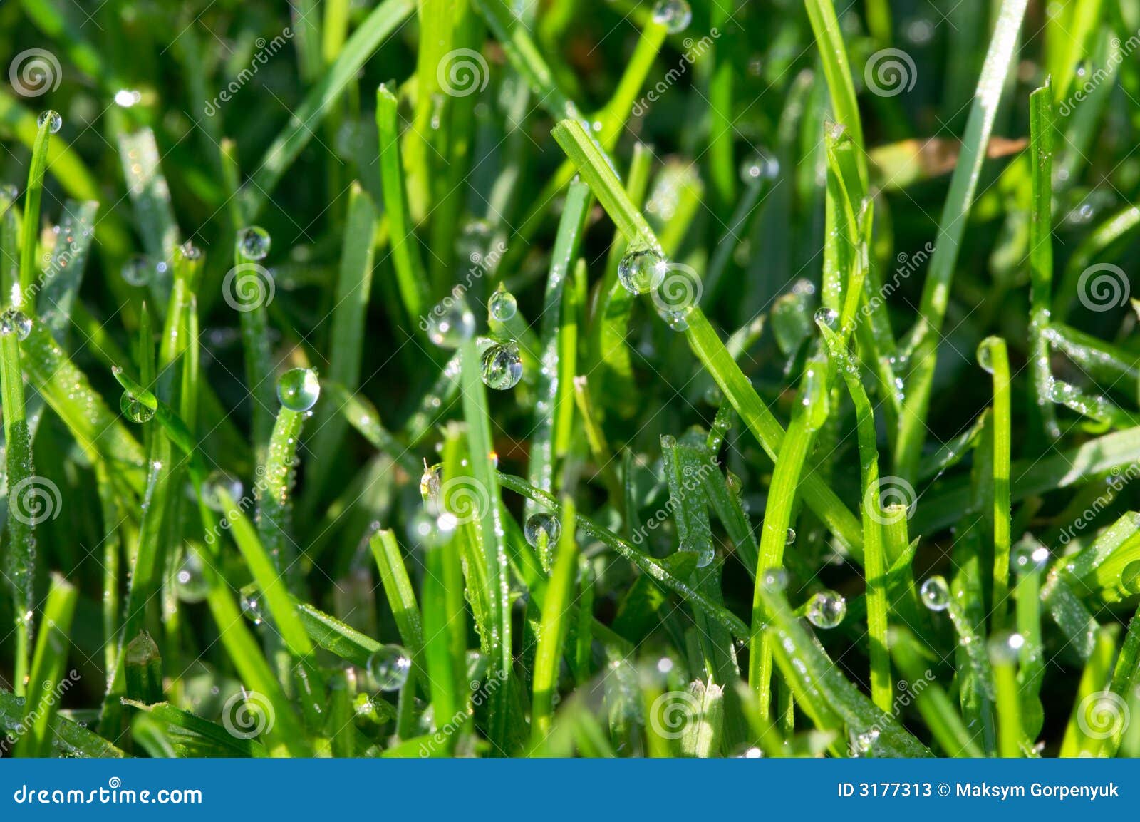 Dew on grass stock image. Image of nature, outdoor, moisten - 3177313