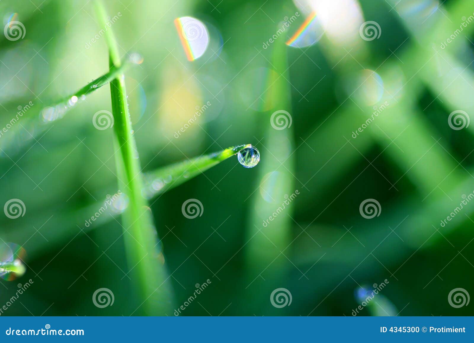 Dew on grass stock photo. Image of close, macro, drip - 4345300