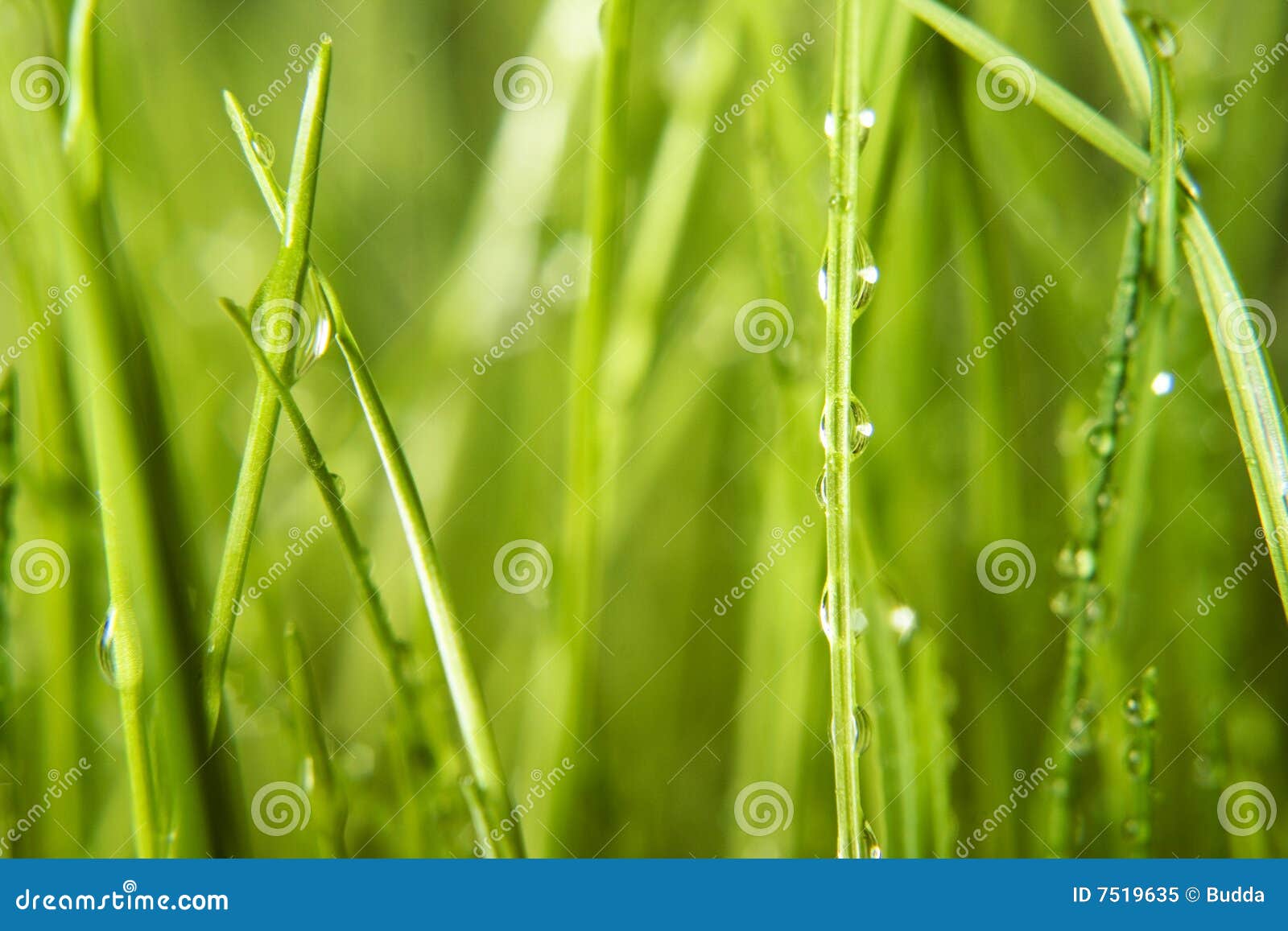 Dew on grass stock image. Image of close, label, blur - 7519635