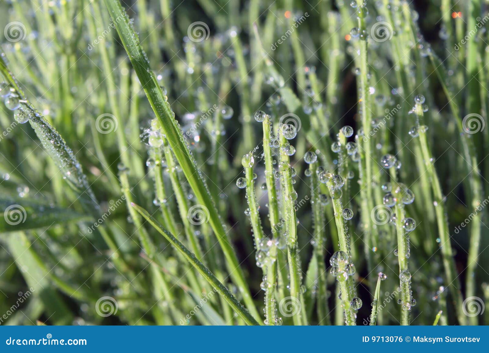 Dew on a grass stock photo. Image of family, nature, growth - 9713076