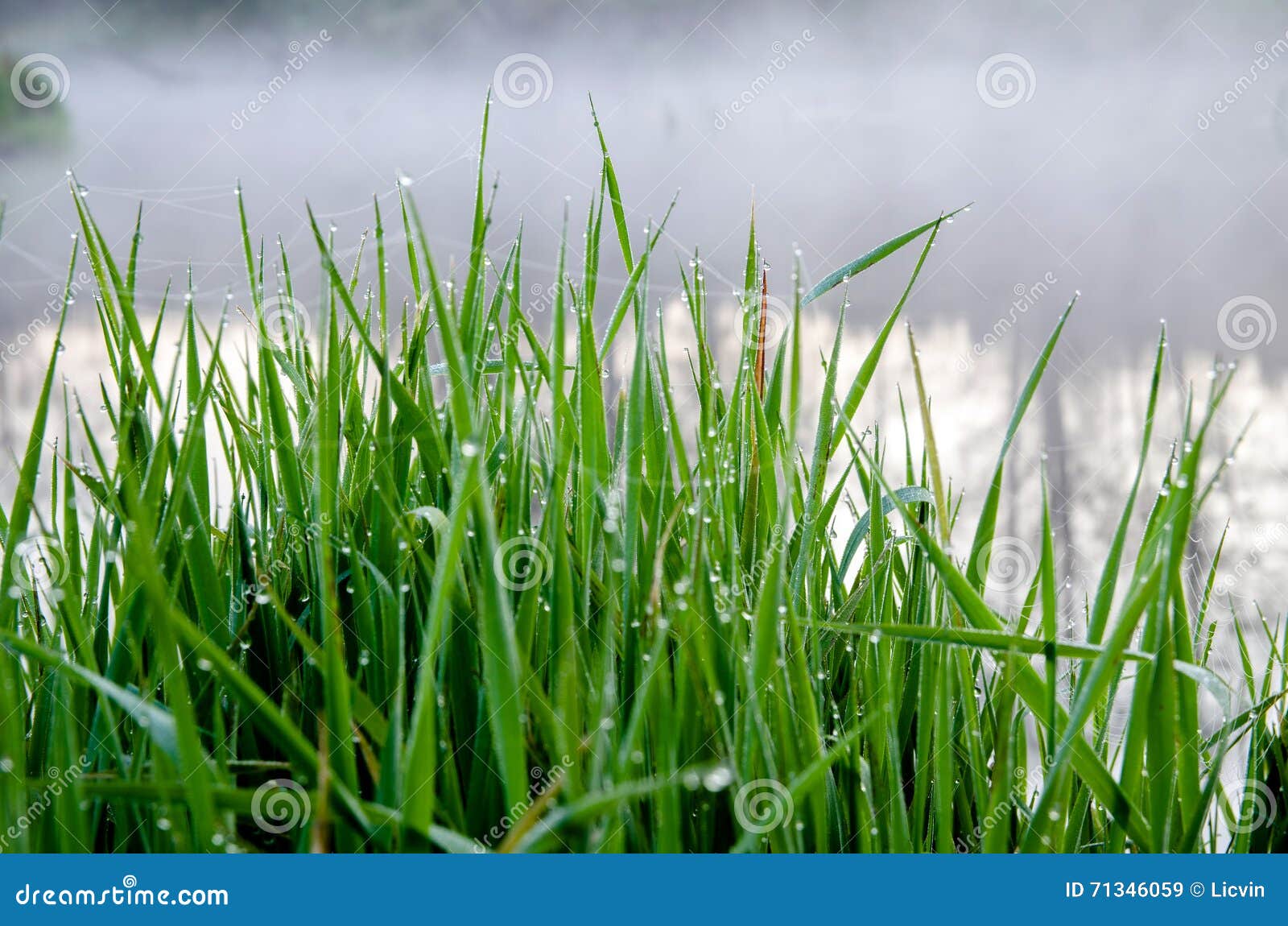 Dew on the grass stock image. Image of river, nature - 71346059