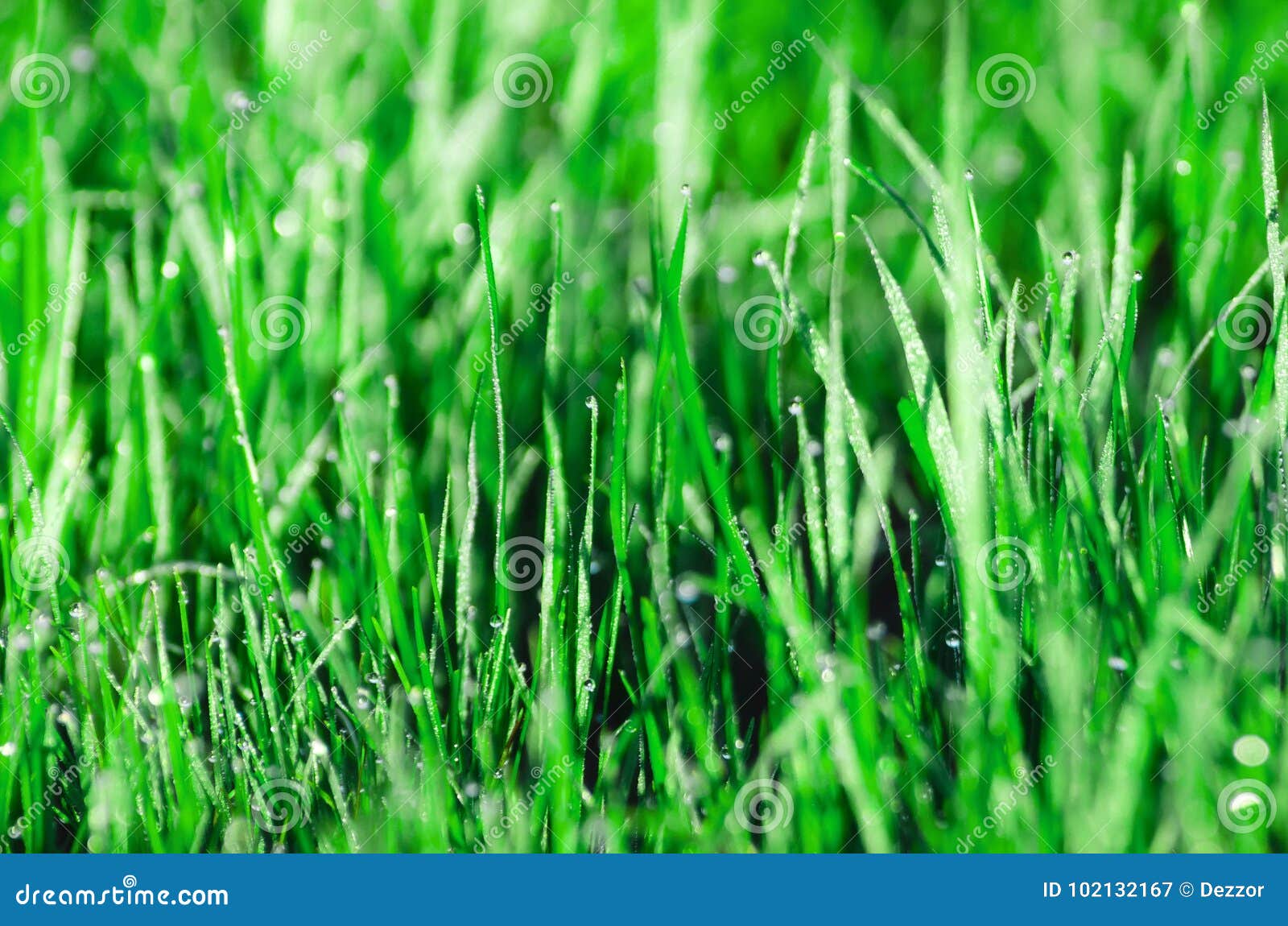 Dew on the Grass. Beautiful Natural Spring Blurred Background. Morning ...